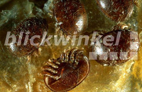 blickwinkel - Varroamilbe, Varroa-Milbe, Bienenbrutmilbe, Bienen ...