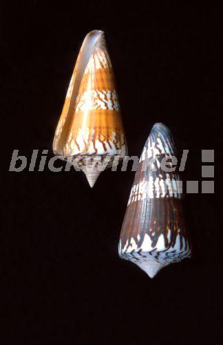blickwinkel - General-Kegelschnecke (Conus generalis), zwei ...