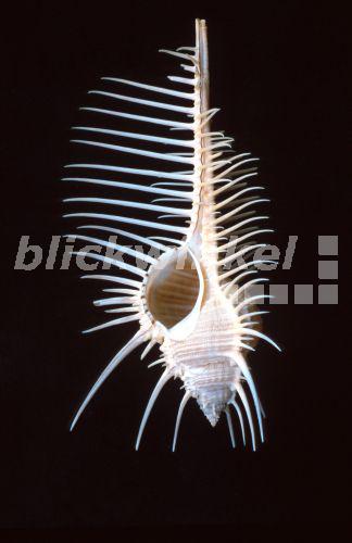blickwinkel - Stachelschnecke (Murex triremis), Schneckenhaus - Venus ...