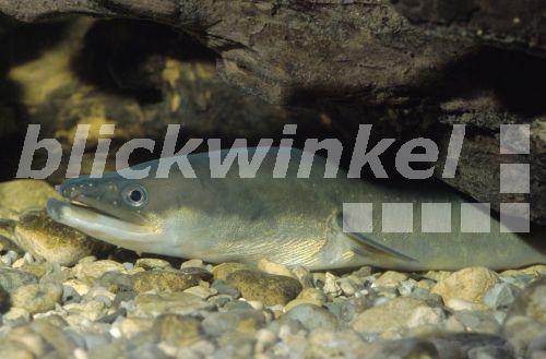blickwinkel - Europaeischer Flussaal (Anguilla anguilla), blickt aus ...