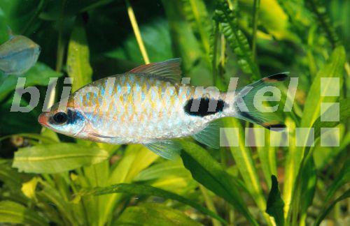 blickwinkel - Schwarzfleckbarbe (Barbus filamentosus), Weibchen vor ...
