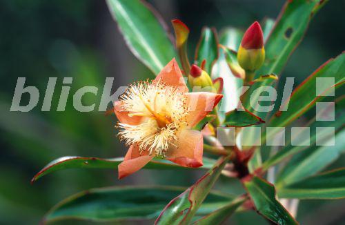 blickwinkel - Teestrauchgewaechs (Ploiarium alternifolium), eine Art ...