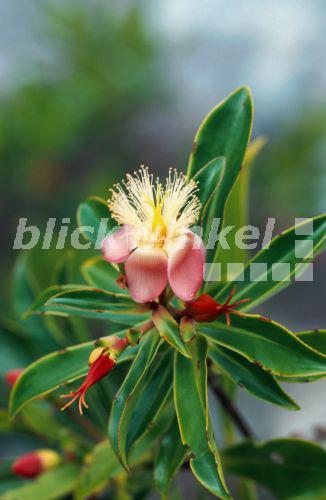 blickwinkel - Teestrauchgewaechs (Ploiarium alternifolium), eine Art ...