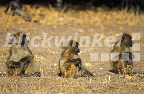 blickwinkel - Steppenpavian, Gelber Pavian, Webbipavian, Gelber Babuin ...