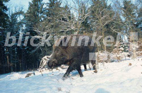 blickwinkel - Wildschwein, Wild-Schwein, Schwarzwild (Sus scrofa), im ...