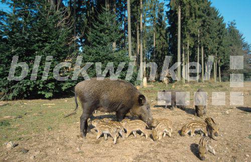 blickwinkel - Wildschwein, Wild-Schwein, Schwarzwild (Sus scrofa ...