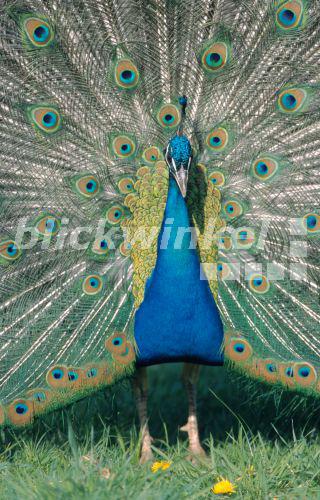 blickwinkel - Pfau, Blauer Pfau, Blaupfau, Blau-Pfau (Pavo cristatus ...