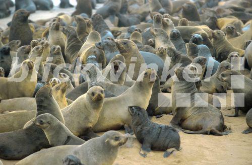 blickwinkel - Kap-Pelzrobbe, Kappelzrobbe, Suedafrikanischer Seebaer ...