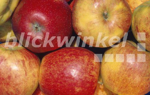 blickwinkel - Apfel (Malus domestica), Fruechte, Deutschland - apple ...