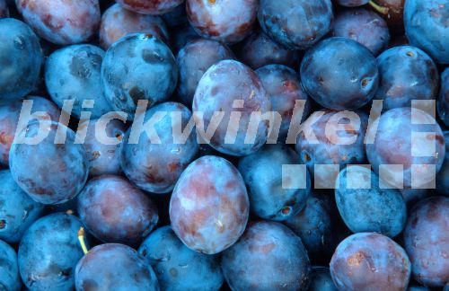 blickwinkel - Pflaume (Prunus domestica), geerntete Fruechte ...