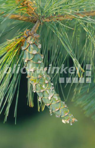 blickwinkel - Weymouth-Kiefer, Weymouthkiefer, Weymouths-Kiefer ...