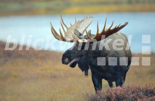 blickwinkel - Alaskaelch, Alaska-Elch, Alaska Elch (Alces alces gigas ...