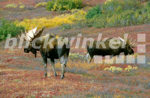 blickwinkel - Alaskaelch, Alaska-Elch, Alaska Elch (Alces alces gigas ...