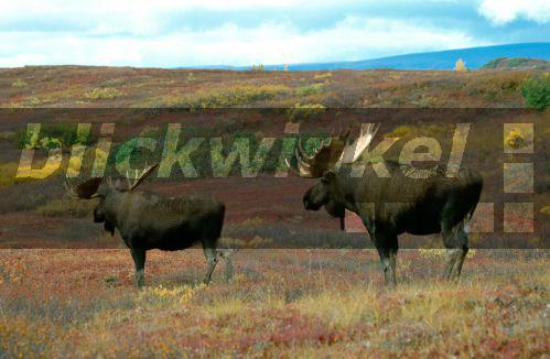 blickwinkel - Alaskaelch, Alaska-Elch, Alaska Elch (Alces alces gigas ...