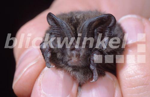 blickwinkel - Mopsfledermaus, Mops-Fleder-Maus (Barbastella ...