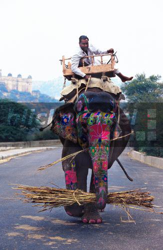 blickwinkel - Indischer Elefant (Elephas maximus indicus, Elephas ...