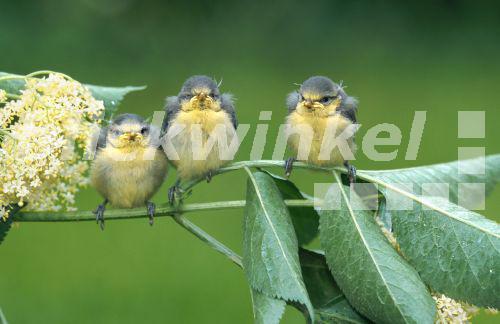 blickwinkel - Blaumeise, Blau-Meise (Parus caeruleus, Cyanistes ...