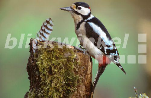blickwinkel - Buntspecht, Bunt-Specht, Grosser Buntspecht, Rotspecht ...
