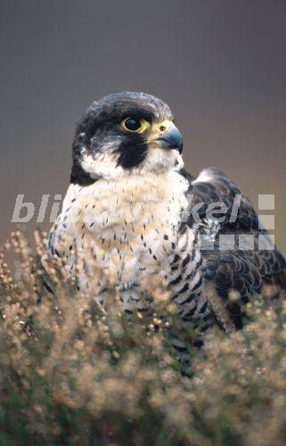 blickwinkel - Wanderfalke, Wander-Falke (Falco peregrinus), Portraet ...
