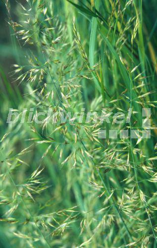 blickwinkel - Wiesen-Goldhafer, Gemeiner Goldhafer, Gewoehnlicher ...