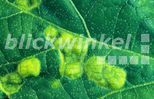 blickwinkel - Filzgallmilbe, Filz-Gall-Milbe, Filz-Gallmilbe (Eriophyes ...