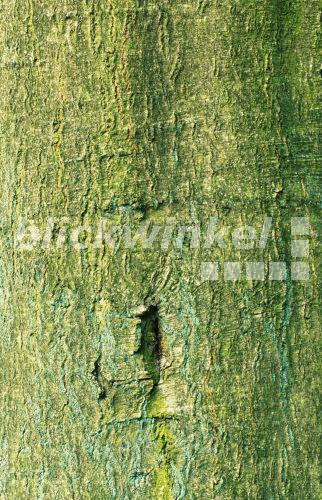 blickwinkel - Rotbuche, Rot-Buche, Buche (Fagus sylvatica), Rinde ...