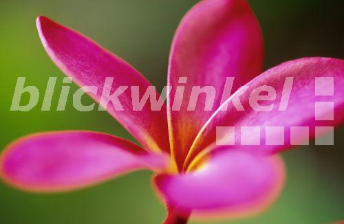 blickwinkel - Frangipani (Plumeria alba), Bluete, Cook Inseln ...