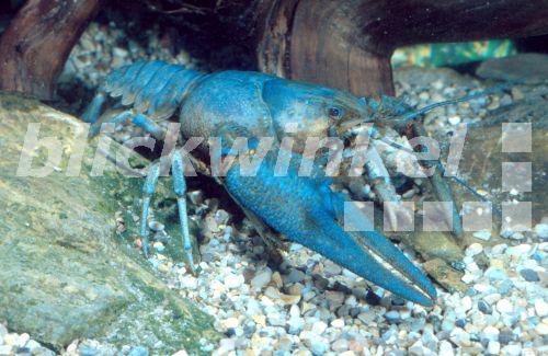 blickwinkel - Edelkrebs, Edel-Krebs (Astacus astacus), Maennchen, blaue ...