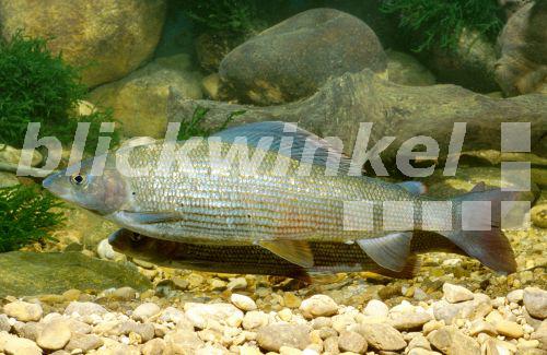 blickwinkel - Aesche, Europaeische Aesche (Thymallus thymallus ...