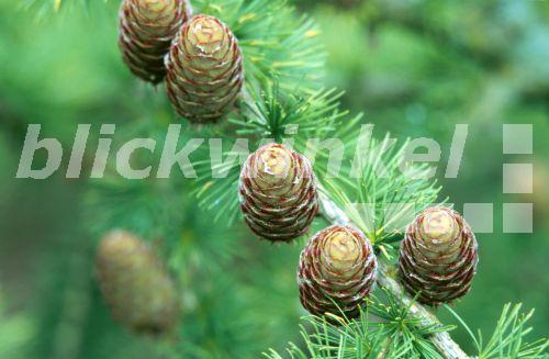 blickwinkel - Europaeische Laerche (Larix decidua), Zweig mit Zapfen ...
