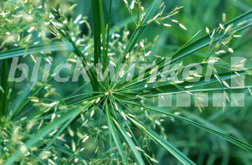 blickwinkel - Zypergras (Cyperus textilis), Bluetenstaende - mat sedge ...