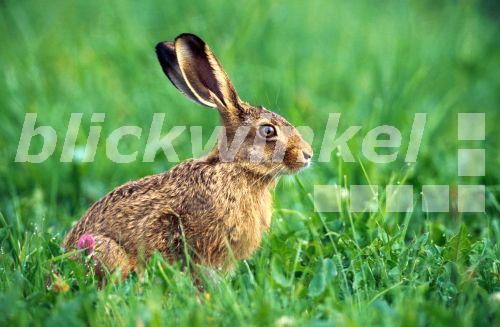 blickwinkel - Europaeischer Hase, Europaeischer Feldhase (Lepus ...