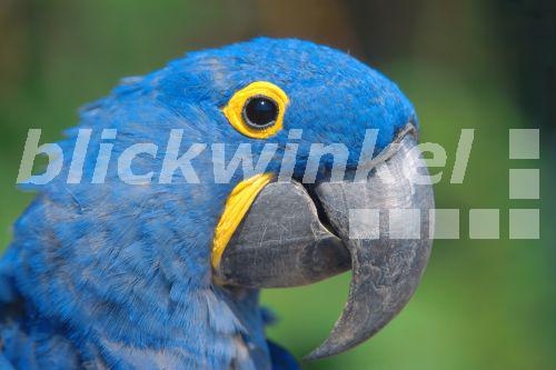 blickwinkel - Hyazinthara, Hyazinth-Ara (Anodorhynchus hyacinthinus ...
