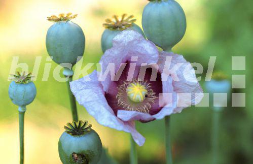blickwinkel - Schlafmohn, Schlaf-Mohn (Papaver somniferum), Bluete und ...