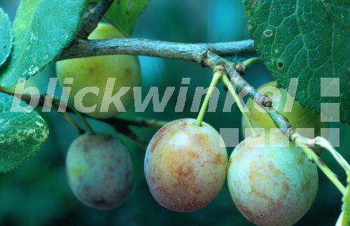 blickwinkel - Kirschpflaume, Myrobalane, Tuerkische Kirsche (Prunus ...