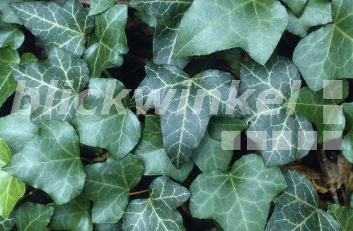 blickwinkel - Gemeiner Efeu, Gewoehnlicher Efeu (Hedera helix ...
