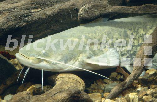 blickwinkel - Europaeischer Wels, Flusswels, Wels, Waller, Schaiden ...