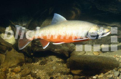 blickwinkel - Seesaibling, Wandersaibling (Salvelinus alpinus), adult ...