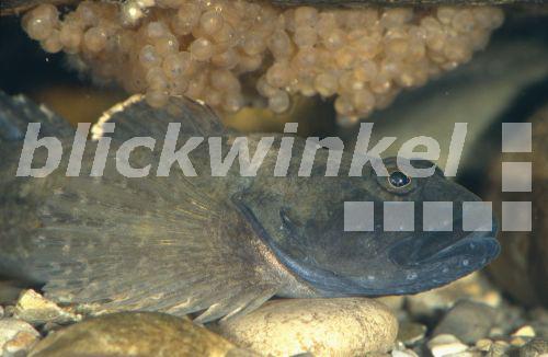 blickwinkel - Groppe, Koppe, West-Groppe, Westgroppe, Kaulkopf ...