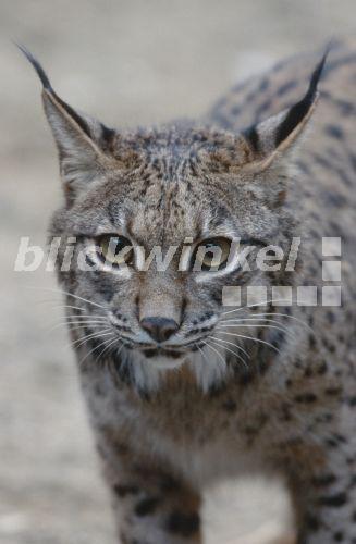 blickwinkel - Iberischer Luchs, Pardel-Luchs, Pardelluchs (Lynx ...