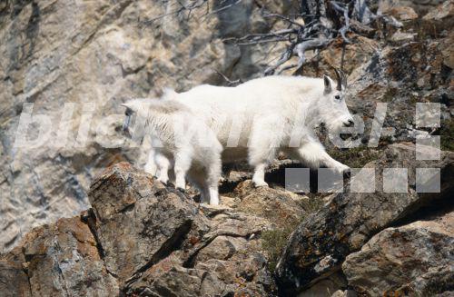 blickwinkel - Schneeziege, Schnee-Ziege, Bergziege, Berg-Ziege ...