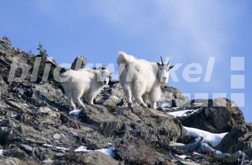 blickwinkel - Schneeziege, Schnee-Ziege, Bergziege, Berg-Ziege ...