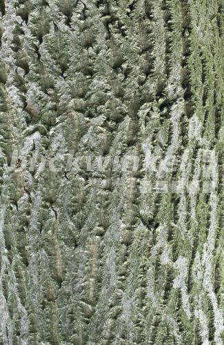 blickwinkel - Walnuss (Juglans regia), Detail der Baumrinde. - walnut ...