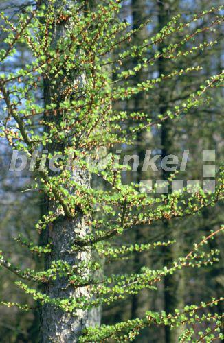 blickwinkel - Europaeische Laerche (Larix decidua), Baum mit jungen ...