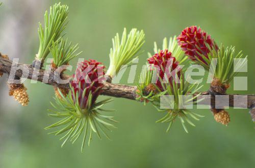 blickwinkel - Europaeische Laerche (Larix decidua, Larix europaea ...