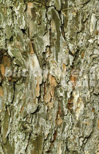 blickwinkel - Europaeische Laerche (Larix decidua), Detail der ...