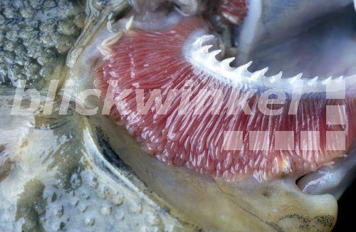 blickwinkel - Flunder, Gemeine Flunder, Sandbutt (Platichthys flesus ...