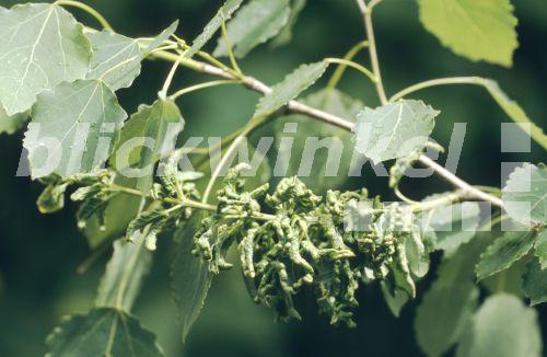 blickwinkel - Espe, Zitterpappel, Zitter-Pappel (Populus tremula ...