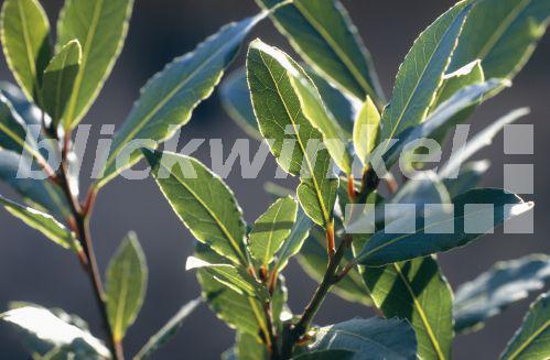 blickwinkel - Echter Lorbeer, Lorbeer, Lorbeerbaum, Lorbeer-Baum ...