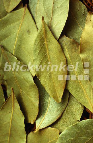 blickwinkel - Echter Lorbeer, Lorbeer, Lorbeerbaum, Lorbeer-Baum ...